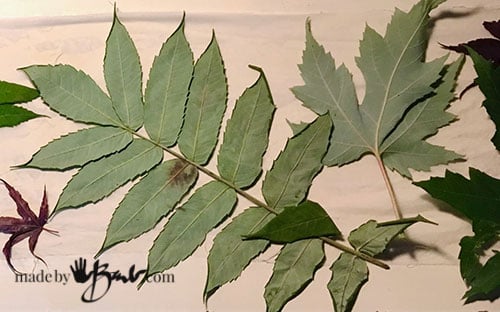 Magical Logwood Eco Printing - Made By Barb - dye from wood chips