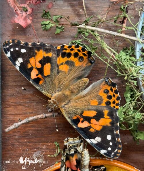 How to Raise Painted Lady Butterflies - Made By Barb - easy magic